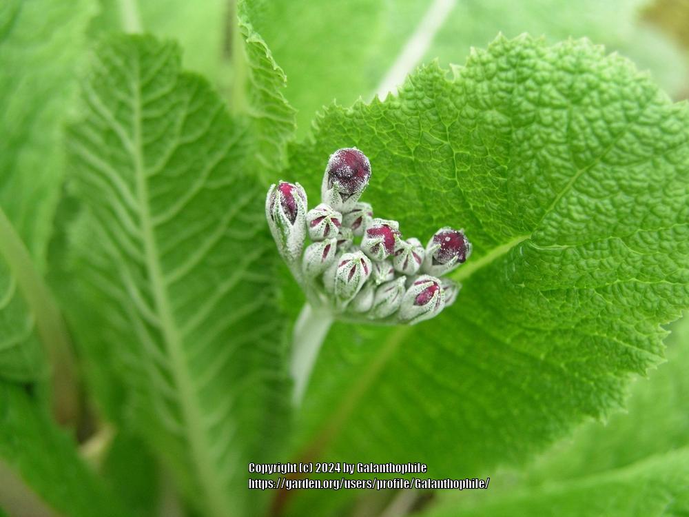 Photo of the closeup of buds, sepals and receptacles of Japanese ...
