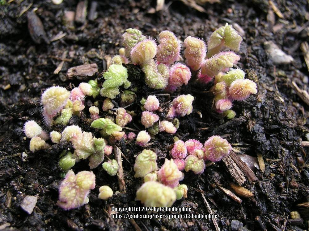Photo of the emerging growth of Primula (Primula matthioli subsp ...