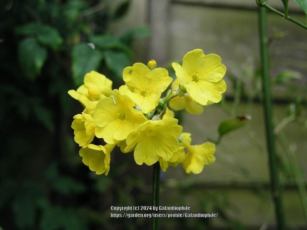 Photo of the bloom of Candelabra Primrose (Primula helodoxa) posted by ...