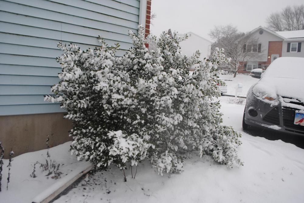 Photo of the winter interest of Inkberry (Ilex glabra 'Densa') posted ...
