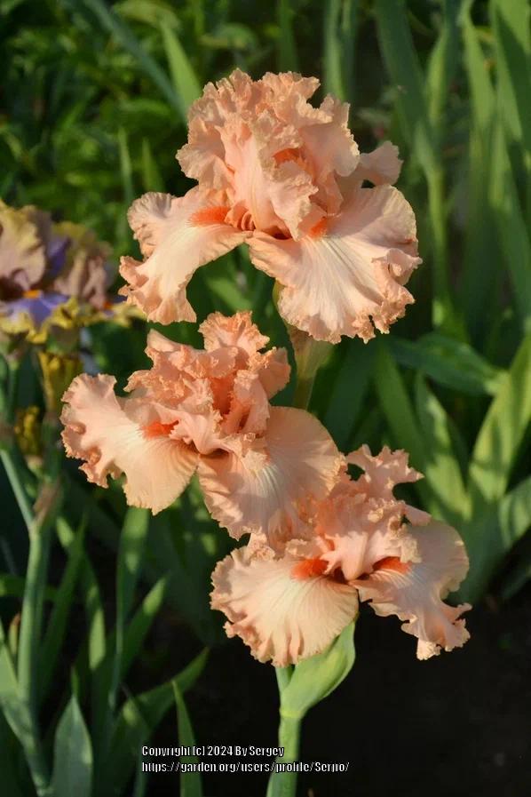 Photo of the bloom of Tall Bearded Iris (Iris 'Parisian Lace') posted ...