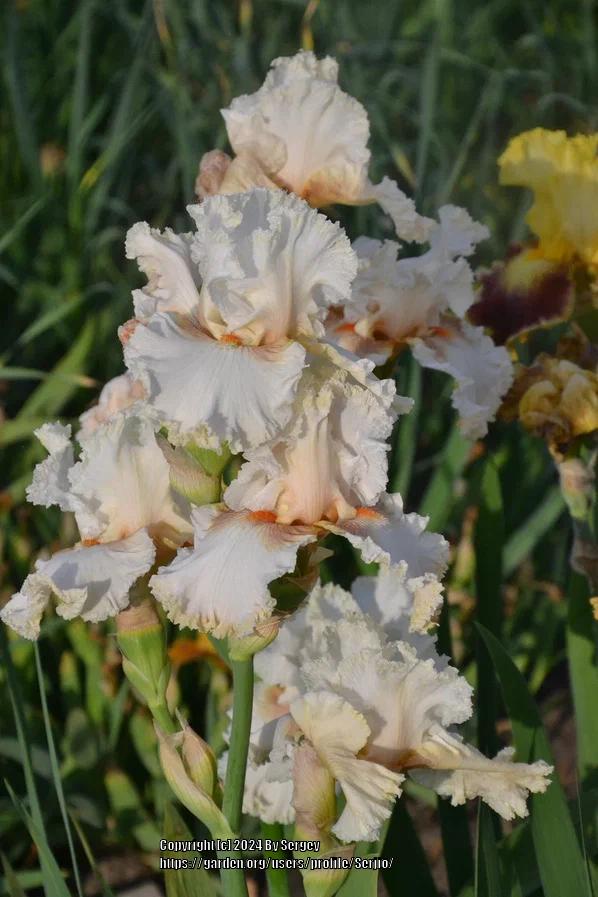 Photo of the bloom of Tall Bearded Iris (Iris 'Castle Peak') posted by ...