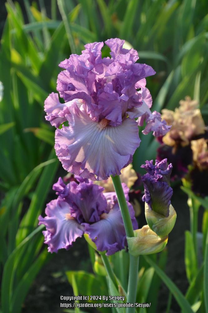 Photo of the bloom of Tall Bearded Iris (Iris 'Edifice') posted by ...