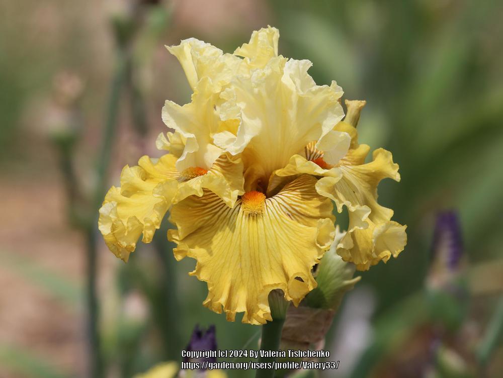 Photo of the bloom of Tall Bearded Iris (Iris 'Shadowed Light') posted ...