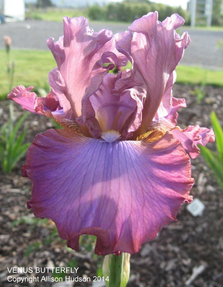 Tall Bearded Iris (Iris 'Venus Butterfly') in the Irises Database ...
