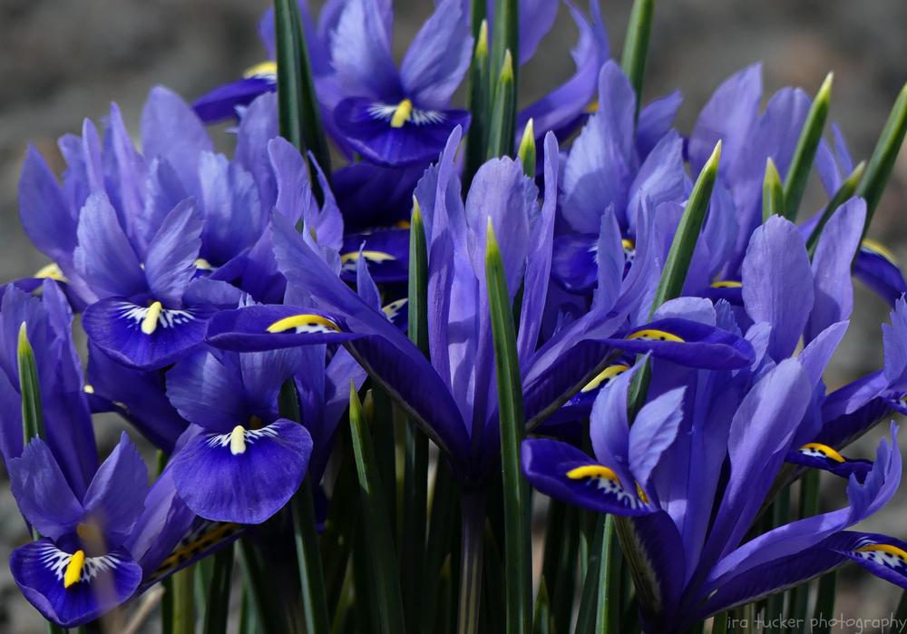 Photo of the bloom of Reticulated Iris (Iris reticulata 'Harmony ...