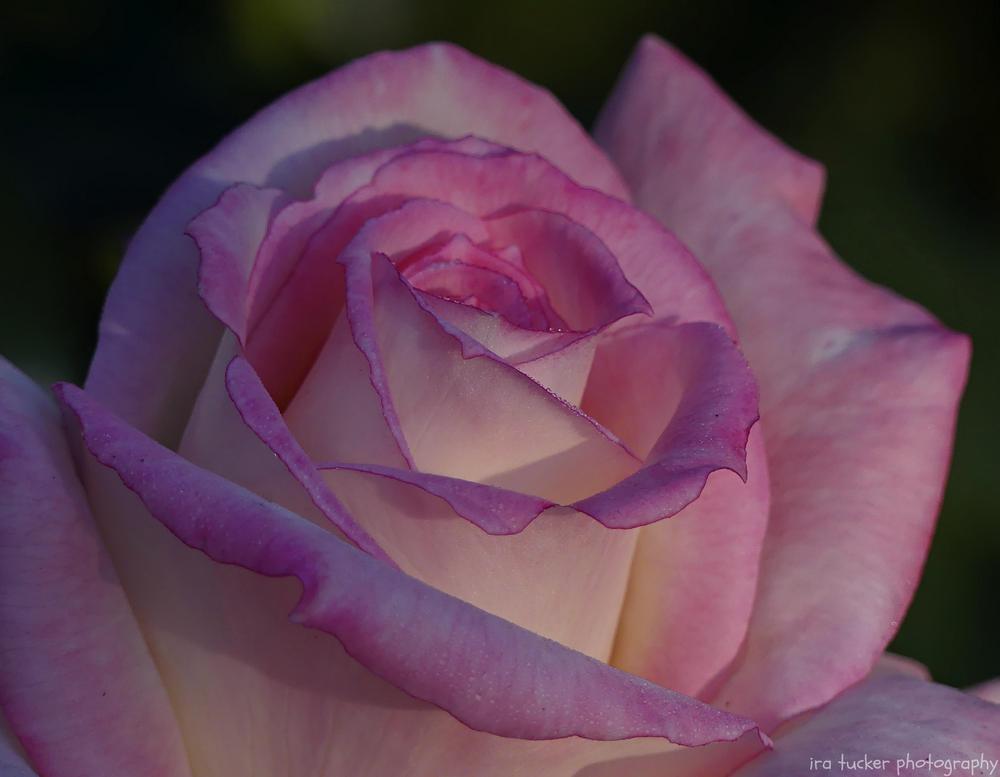 Photo of the bloom of Rose (Rosa 'Secret') posted by drirastucker ...