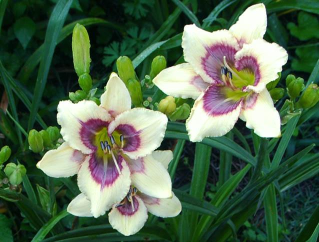 Photo of the entire plant of Daylily (Hemerocallis 'Blue Swallowtail ...