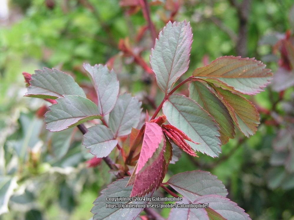 Photo of the leaves of Red Leaf Rose (Rosa glauca) posted by ...