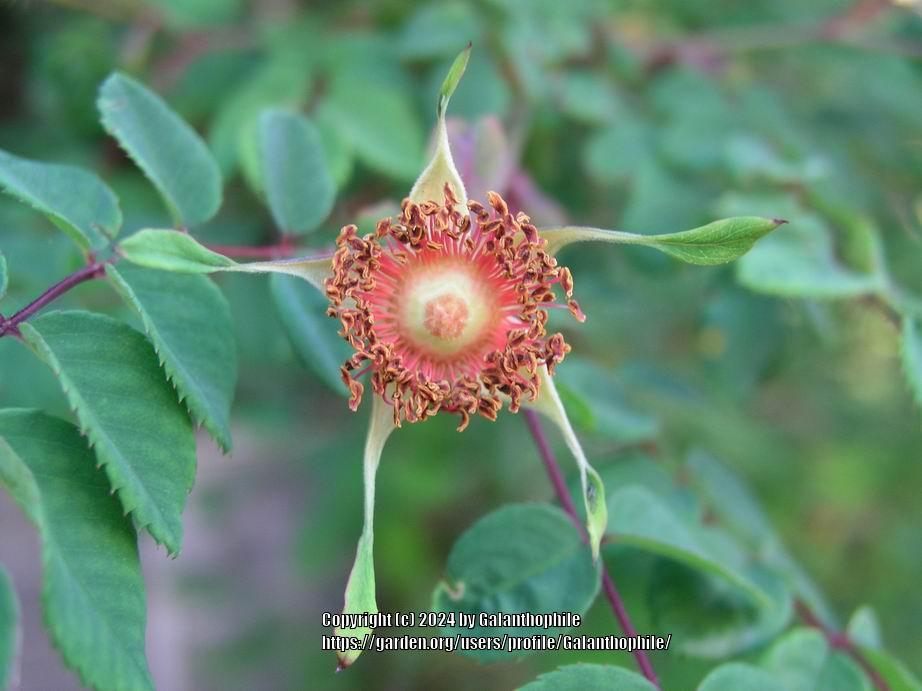 Photo of the seed pods or heads of Rose (Rosa moyesii 'Geranium ...