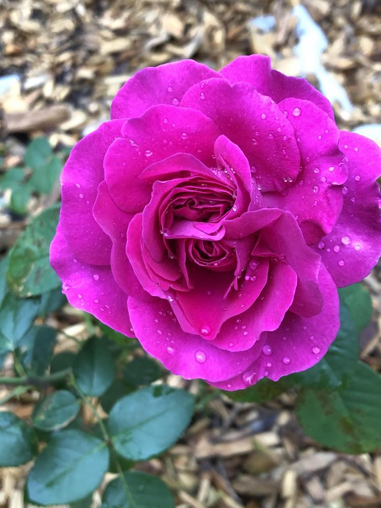 Chartreuse de Parme in the Roses forum - Garden.org