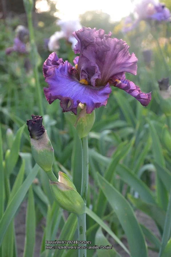 Photo of the bloom of Tall Bearded Iris (Iris 'Shadowboxer') posted by Serjio - Garden.org