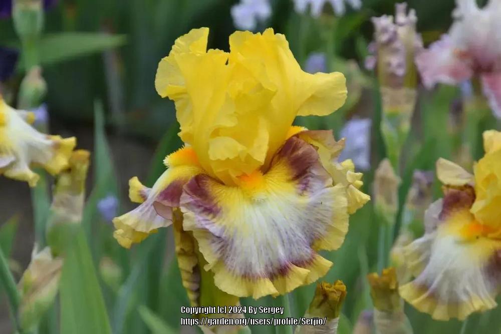 Photo of the bloom of Tall Bearded Iris (Iris 'Colour Bazaar') posted by Serjio - Garden.org