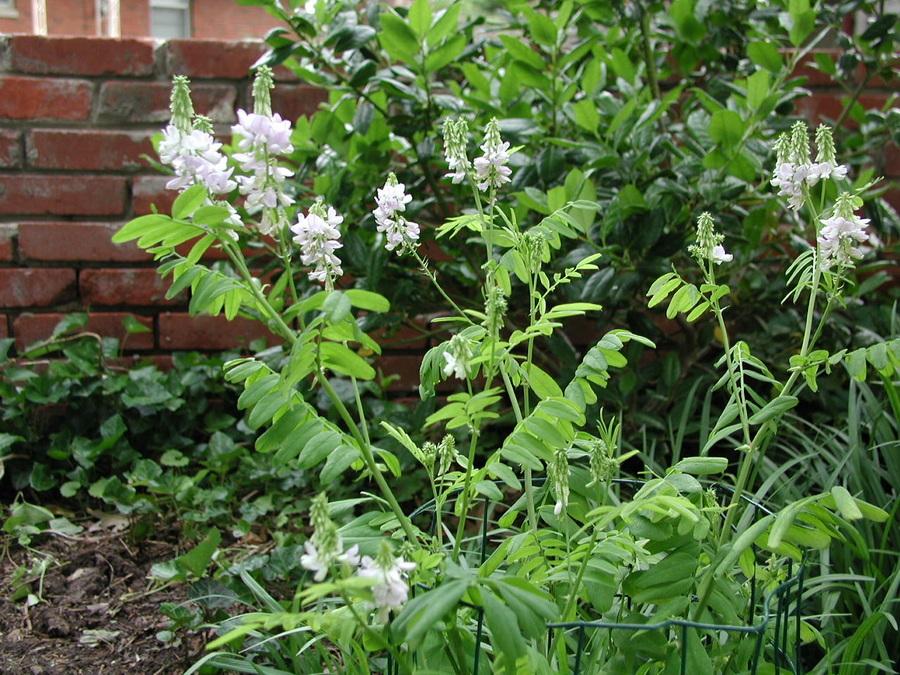 Photo of the entire plant of Goat's Rue (Galega officinalis 'Lady ...
