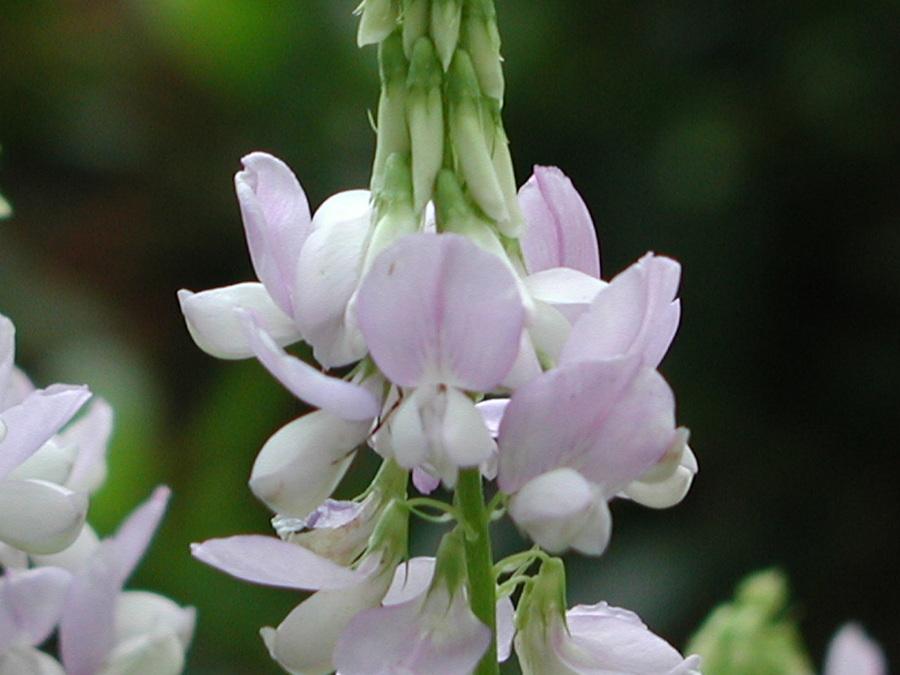 Photo of the bloom of Goat's Rue (Galega officinalis 'Lady Wilson ...
