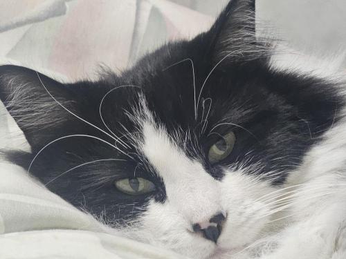 Pet Love 2024 in the Sandbox forum - Garden.org