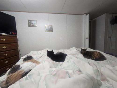 Pet Love 2024 in the Sandbox forum - Garden.org