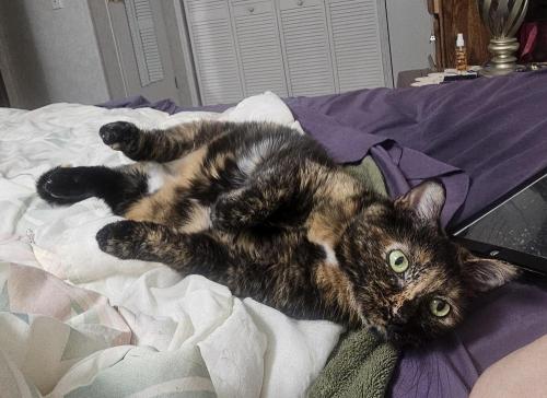 Pet Love 2024 in the Sandbox forum - Garden.org