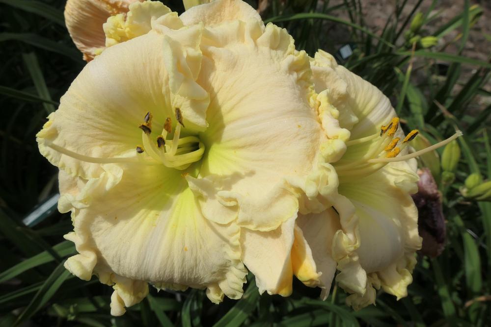 Daylily (Hemerocallis 'Fancy Lace') in the Daylilies Database - Garden.org