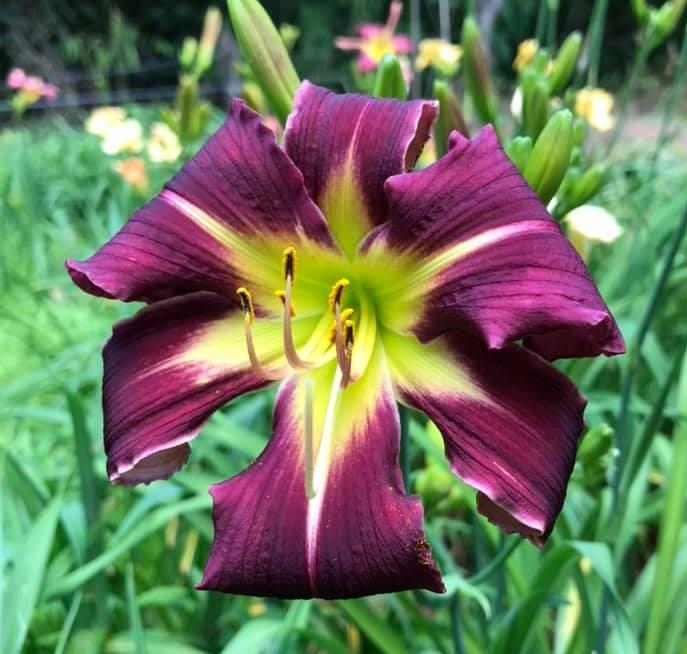 Daylily (Hemerocallis 'Small World Striptease') in the Daylilies Database - Garden.org