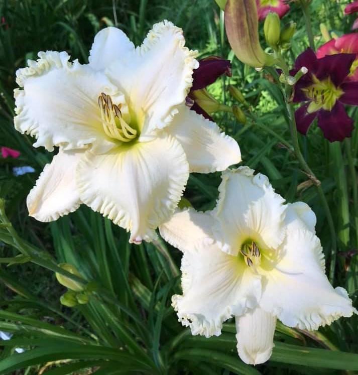 Daylily (Hemerocallis 'Small World White on White') in the Daylilies ...