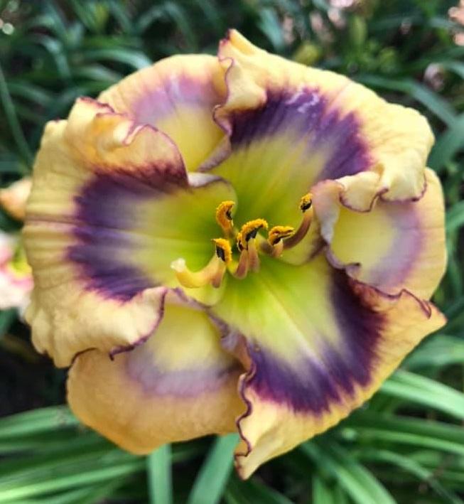 Daylily (Hemerocallis 'Small World Pucker Up') in the Daylilies ...