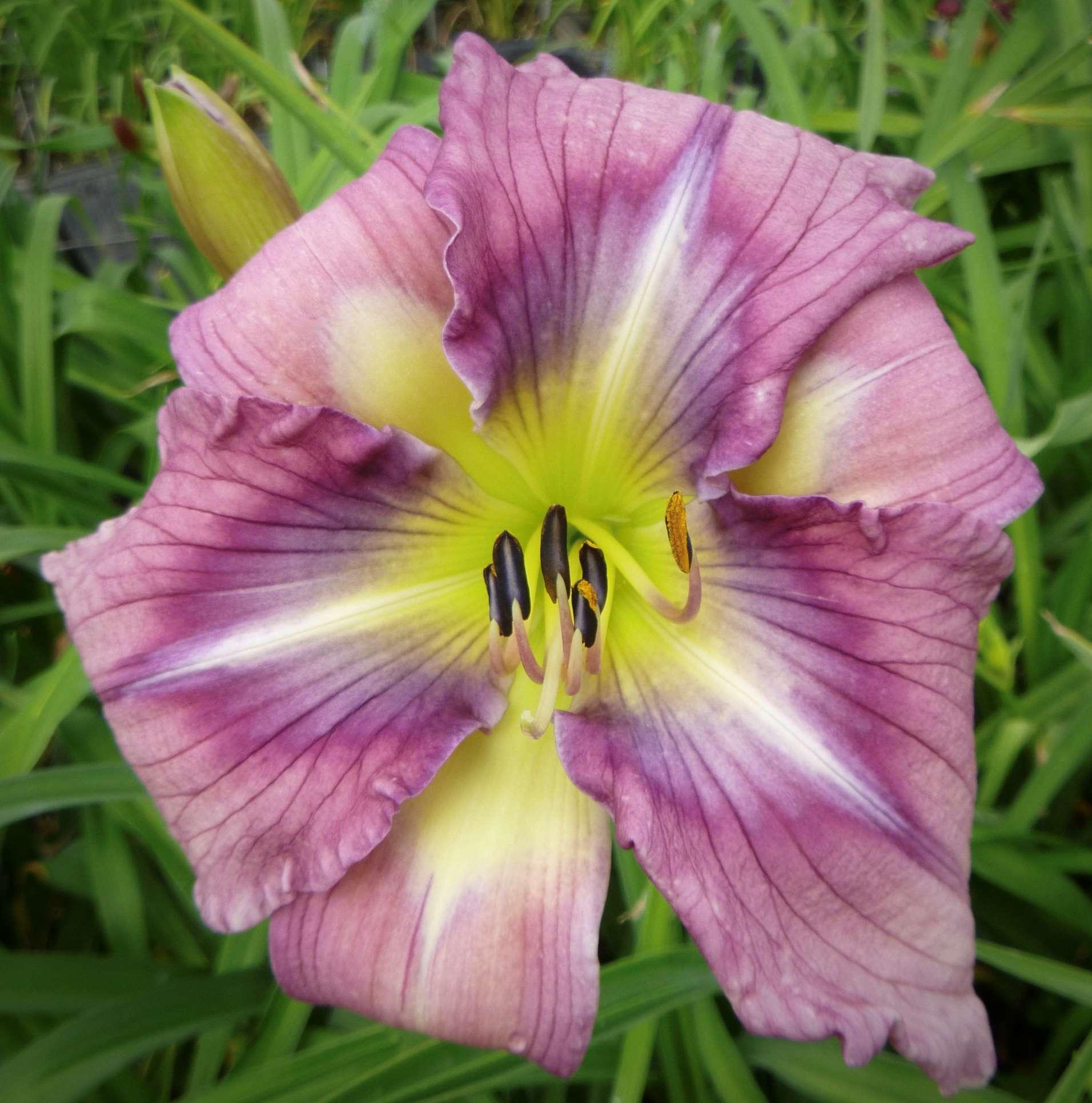 Daylily (Hemerocallis 'Lavender Quasars') in the Daylilies Database - Garden.org