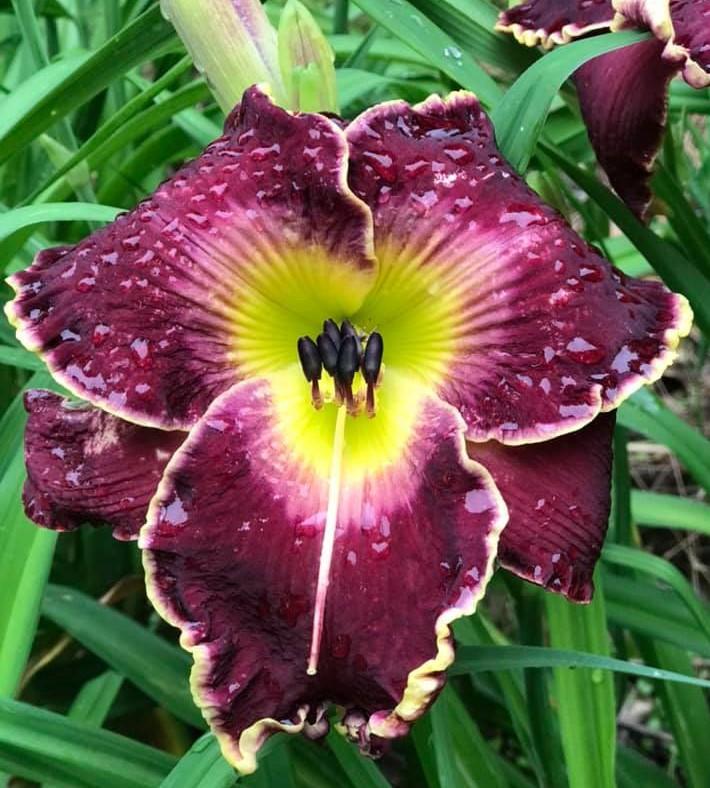 Daylily (Hemerocallis 'Small World Smashing Grapes') in the Daylilies ...