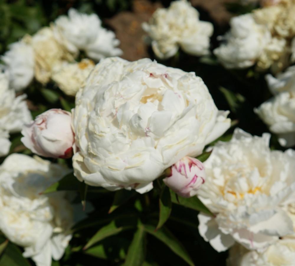 Photo of the bloom of Peony (Paeonia 'White Lullaby') posted by ScarletHeaven - Garden.org