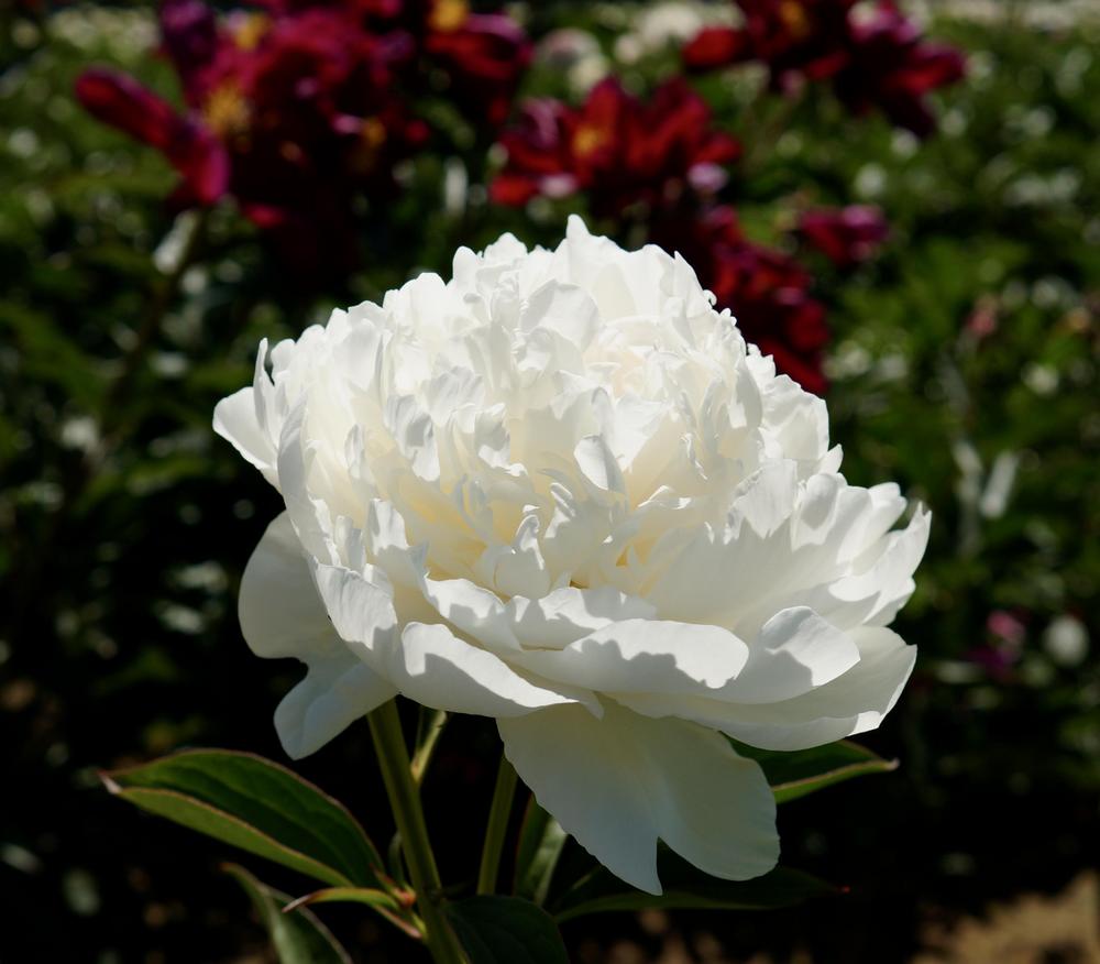Peony (Paeonia lactiflora 'Puffed Cotton') in the Peonies Database - Garden.org