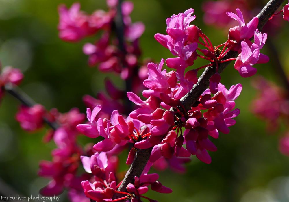 Photo of the bloom of Eastern Redbud (Cercis canadensis var. canadensis ...