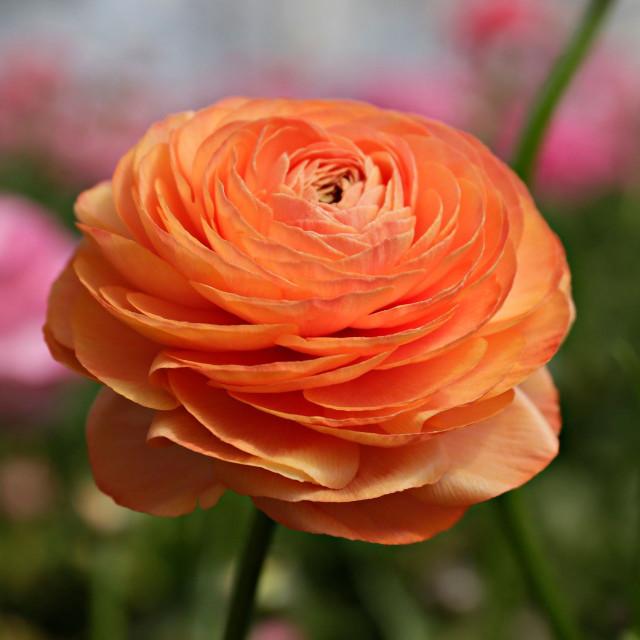 Photo of the bloom of Persian Buttercup (Ranunculus subtilis 'Tomer ...