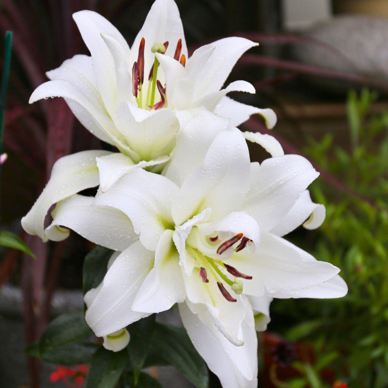 Photo of the bloom of Lily (Lilium 'Ramona') posted by Joy - Garden.org