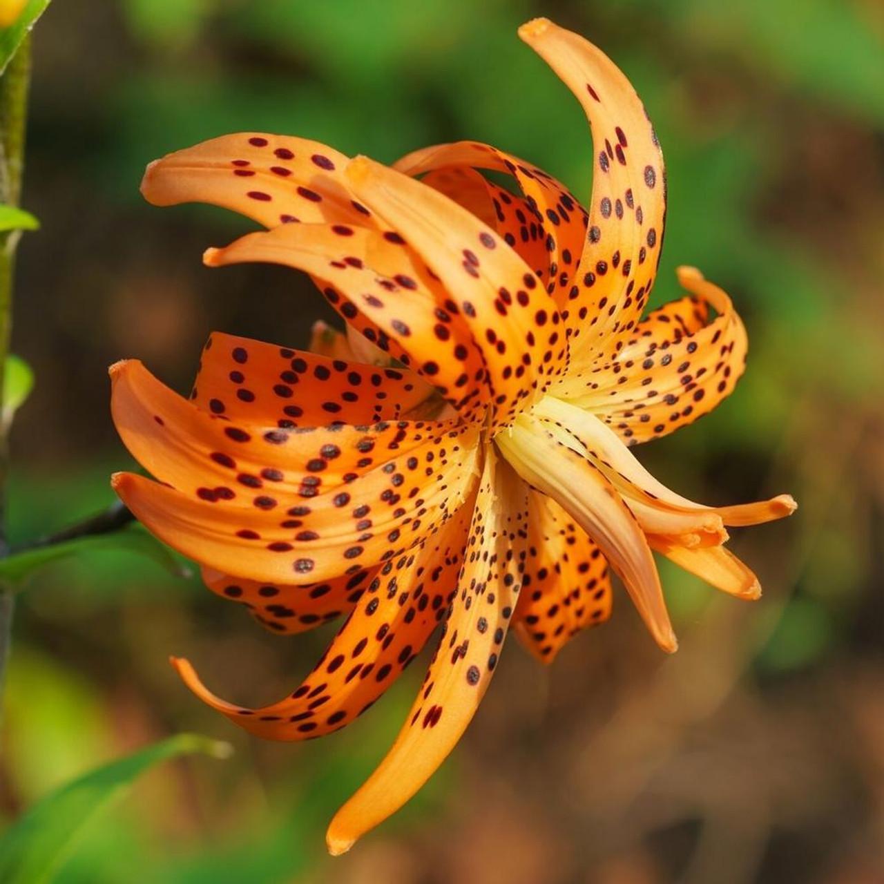 Photo of the bloom of Double Tiger Lily (Lilium lancifolium 'Flore ...