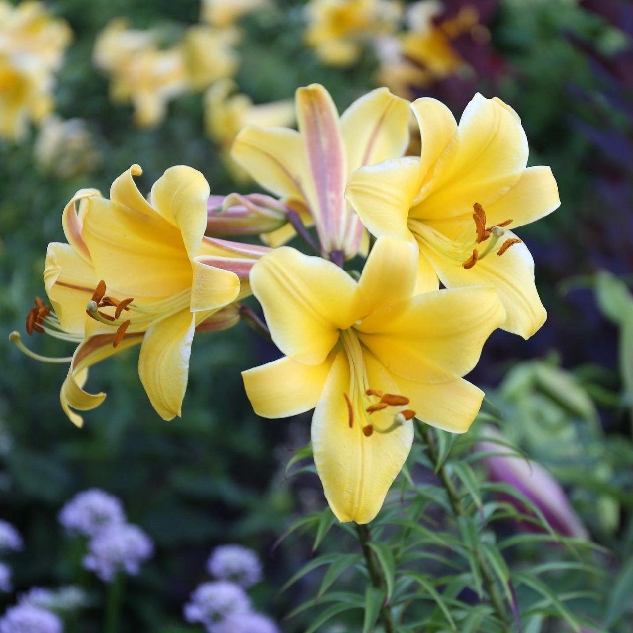 Photo of the bloom of Lily (Lilium Golden Splendor) posted by Joy ...