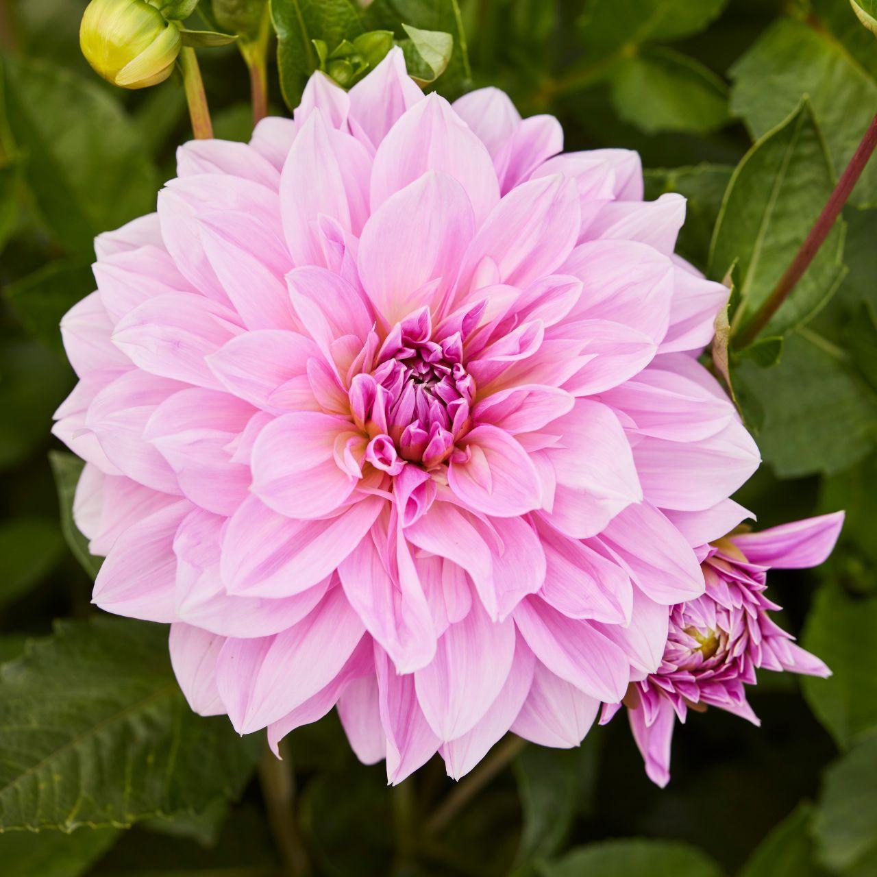 Photo of the bloom of Dahlia 'Lavender Perfection' posted by Joy ...