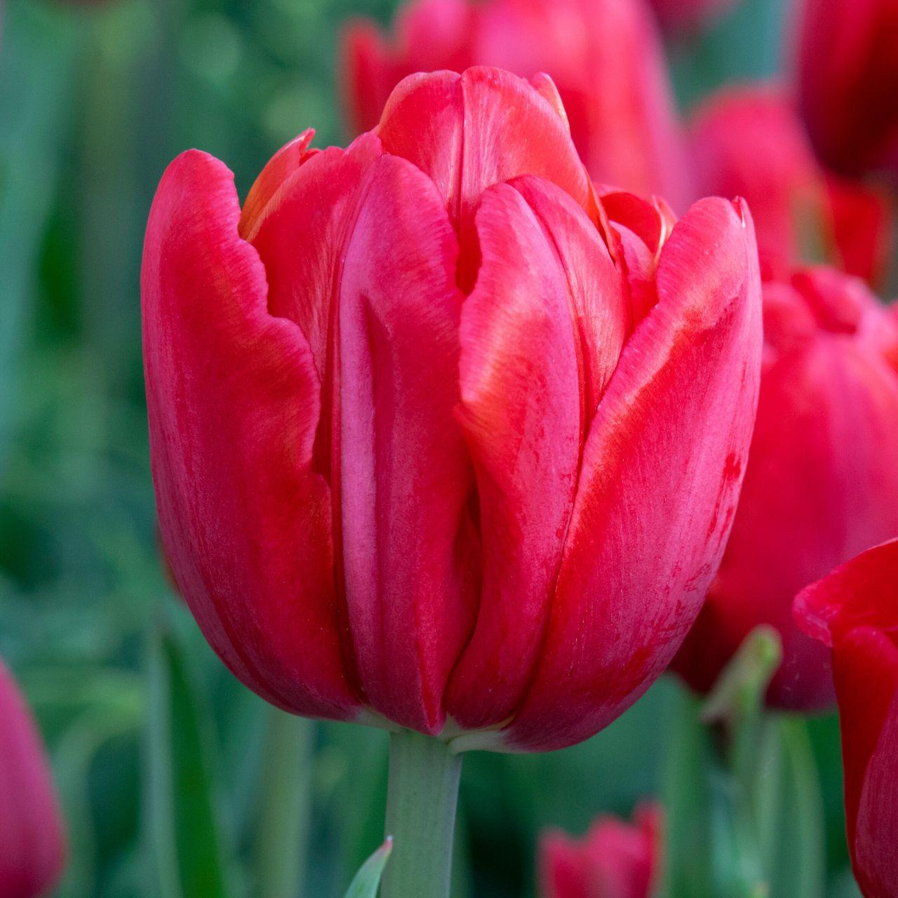 Tulip (Tulipa 'Red Foxtrot') in the Tulips Database - Garden.org