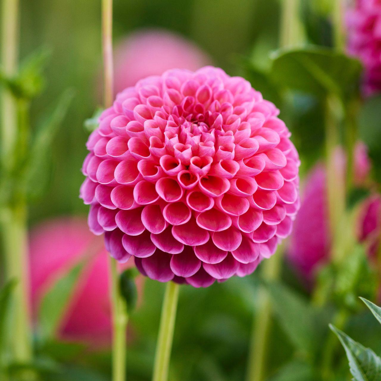 Photo of the bloom of Dahlia 'Jowey Frambo' posted by Joy - Garden.org
