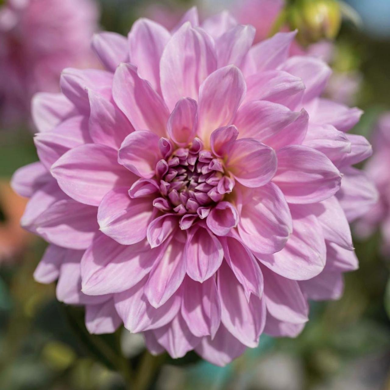 Photo of the bloom of Dahlia 'Lavender Perfection' posted by Joy ...