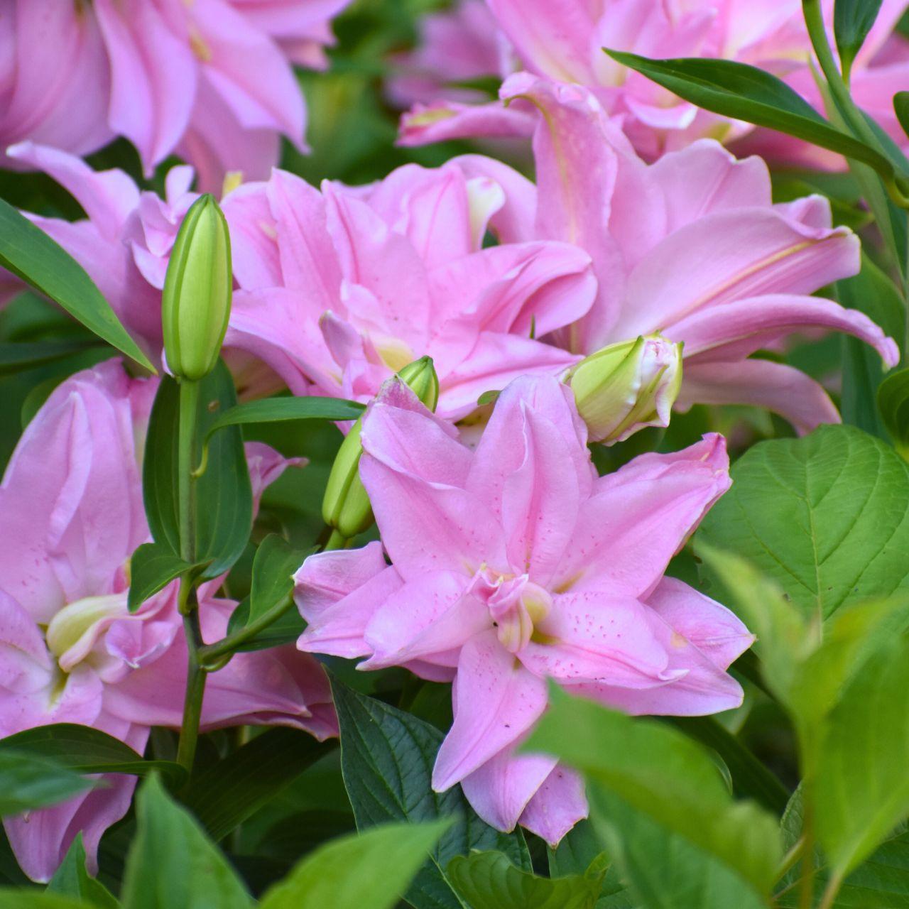Photo of the bloom of Lily (Lilium 'Editha') posted by Joy - Garden.org