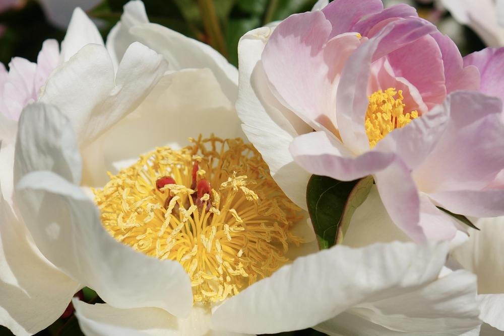 Photo of the stamens, filaments and pistils of Peony (Paeonia ...