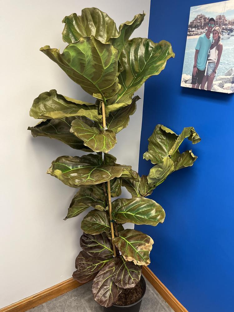 Fiddle Leaf Fig in the Ask a Question forum - Garden.org