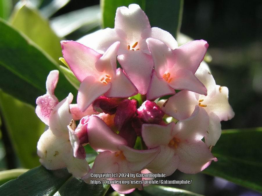 Photo of the bloom of Variegated Winter Daphne (Daphne odora 'Aureo ...