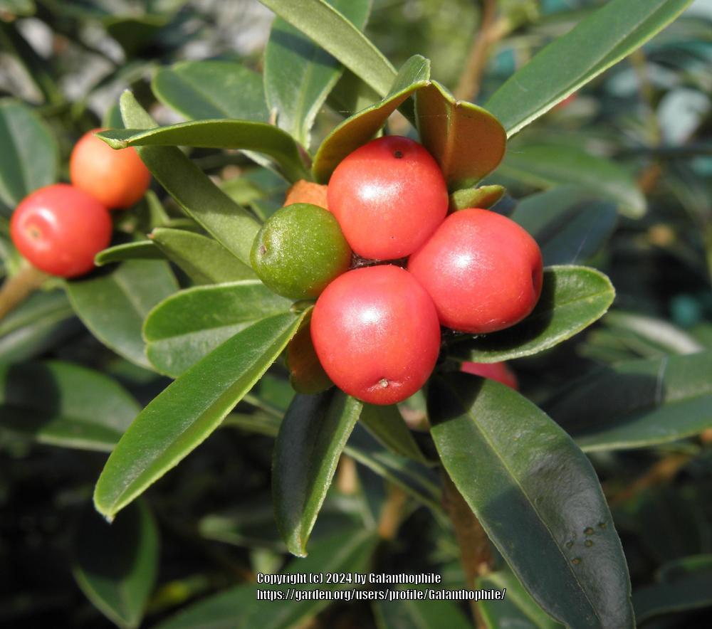 Photo of the fruit of Daphne (Daphne retusa) posted by Galanthophile ...