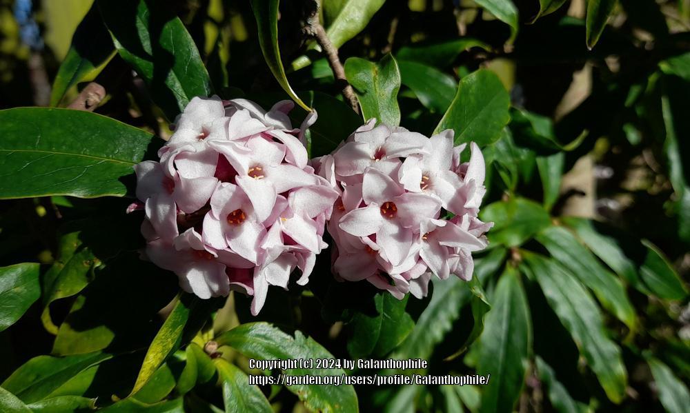 Photo of the bloom of Paper Daphne (Daphne bholua 'Jacqueline Postill ...