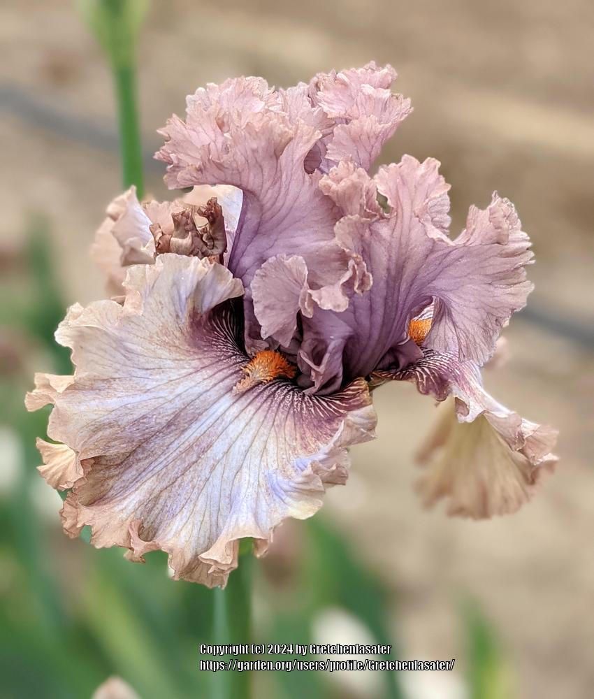 Photo of the bloom of Tall Bearded Iris (Iris 'Beachy Queen') posted by ...