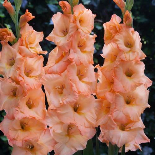 Gladiola (Gladiolus 'Arcadia') in the Gladiolus Database - Garden.org