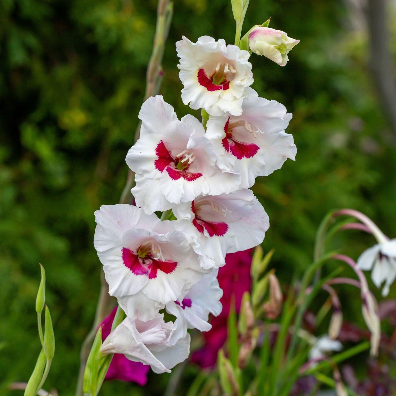 Photo of the bloom of Gladiola (Gladiolus 'Fiorentina') posted by Joy ...