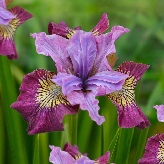 Photo of the bloom of Siberian Iris (Iris 'Miss Apple') posted by Joy ...