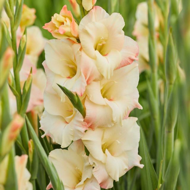 Photo of the bloom of Gladiola (Gladiolus 'Cream Perfection') posted by ...